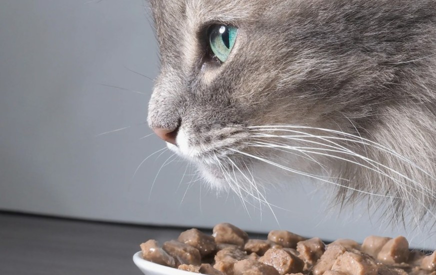 Rotina alimentar saudável para seu gato, aprenda como criar
